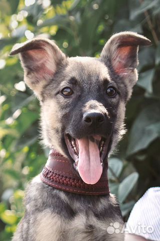 Геракл - щенок 4-х месяцев в активном поиске