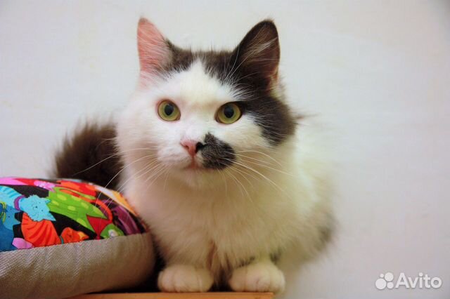 Котик Мишка ищет дом