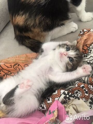 Кошечка