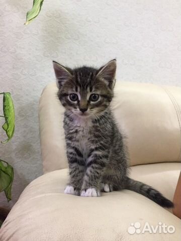 Котенок