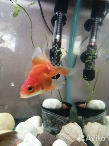 Золотые рыбки