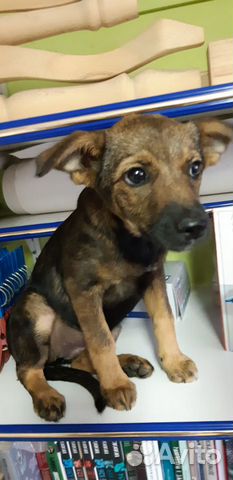 Ищет дом щенок не крупной собаки Викки