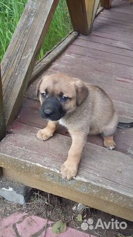 Щенки без породы самые преданные друзья