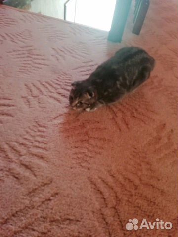 Котенок Бобтейл вислоухий