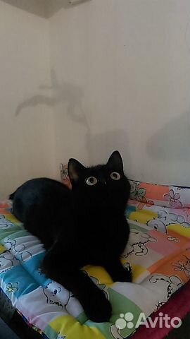 Кошечка Христа