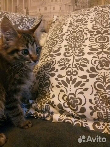 Милый котёнок 2.5 мес. Ждёт хозяев