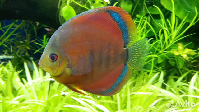 Дискус Аленкер