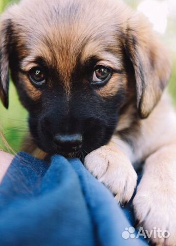 Щенок ищет дом