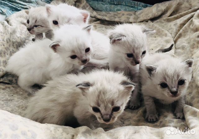 Сиамские котята / голубоглазые милашки