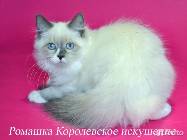 Невский маскарадный котенок Ромашка