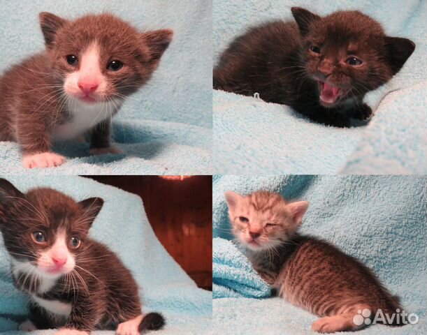 Отдаем крошечных котят