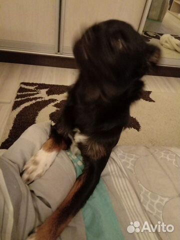 Продаю собачку чихуахуа