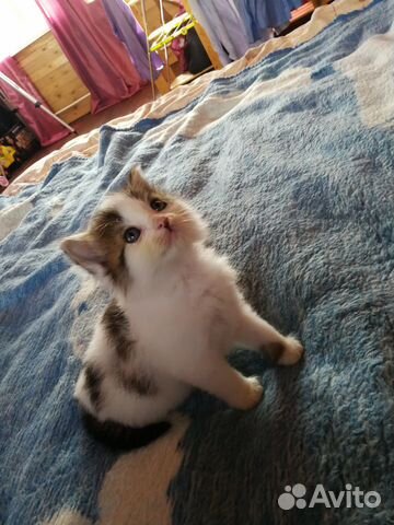 Котенок Мишка мальчик