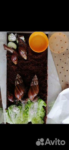 Улитки Ахатины