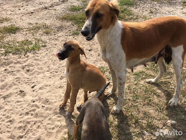 Щенки азиатской борзой