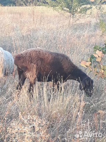 Овцы Гиссарские