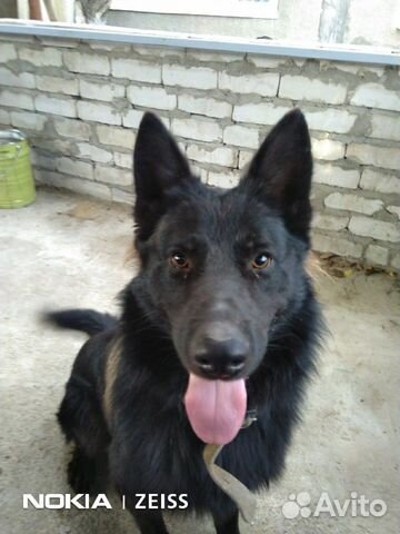 Немецкая овчарка, мальчик 1 год 3 месяца. Паспорт