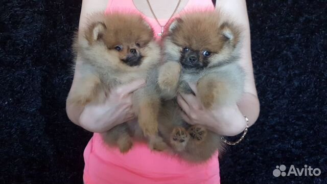 Супер курносики