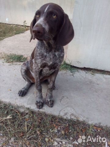 Чей щенок Курцхаара