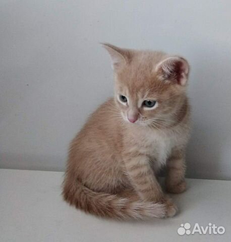 Котёнок - ласковый, умный, солнечный (1,5 мес)