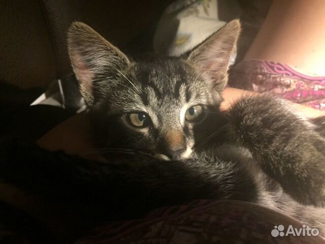 Котёнок Тима в хорошие руки