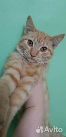 Котенок Лео 3,5 мес в добрые руки