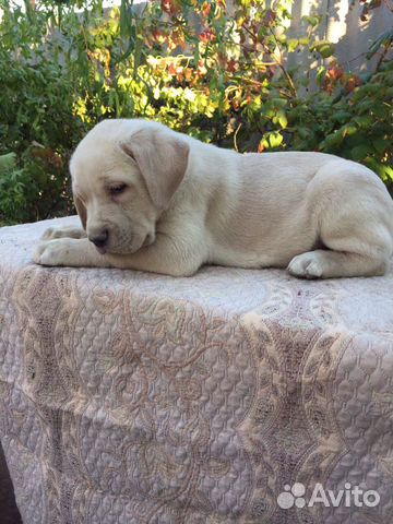 Щенки Коне Корсо