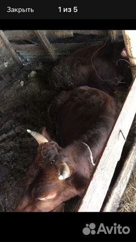 Продам быков