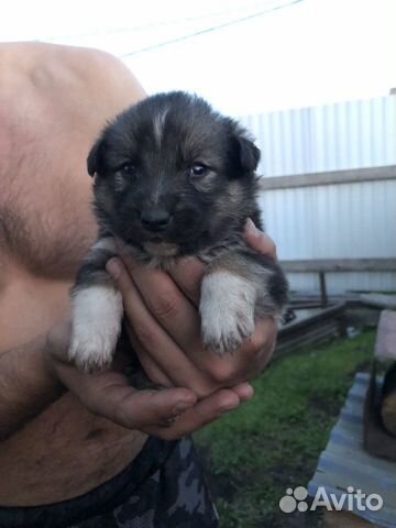 Отдам щенят в добрые руки Мама полухаска,Папа неиз