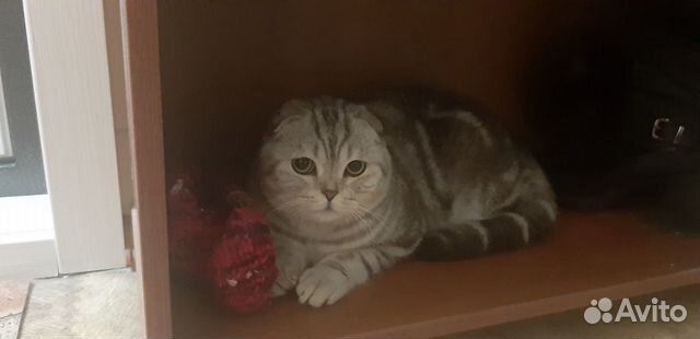 Вязка. Шотландский вислоухий