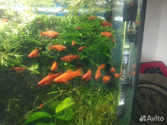 Меченосцы, Скалярии, Тернеция Гло