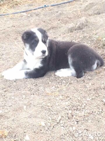 Щенки сао (Алабая)