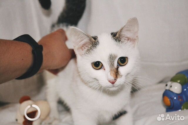 Котёнок в добрые руки