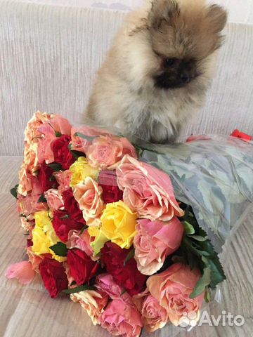 Медвежата шпицы