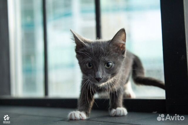 Крошка Тучка ищет самых лучших хозяев