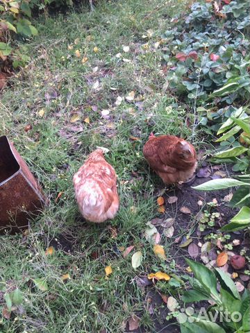 Кури домашние