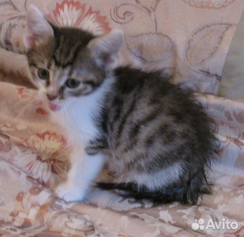 Тигровый котенок в дар