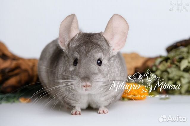 Шиншилла пастель светлая