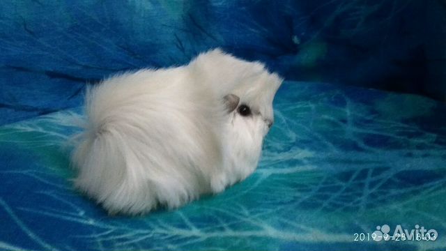 Морская свинка перуанская