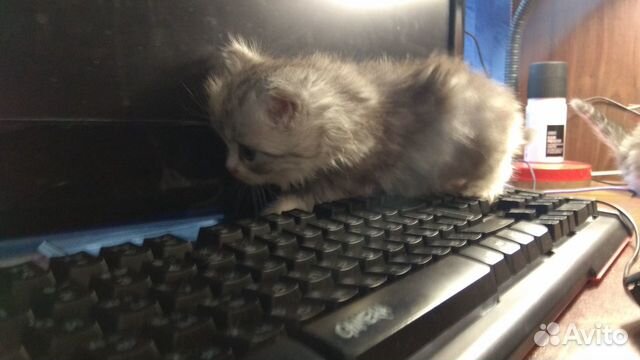 Котята шиншилки