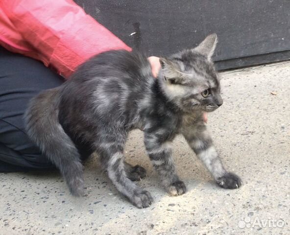 Котенок в добрые руки / в дар