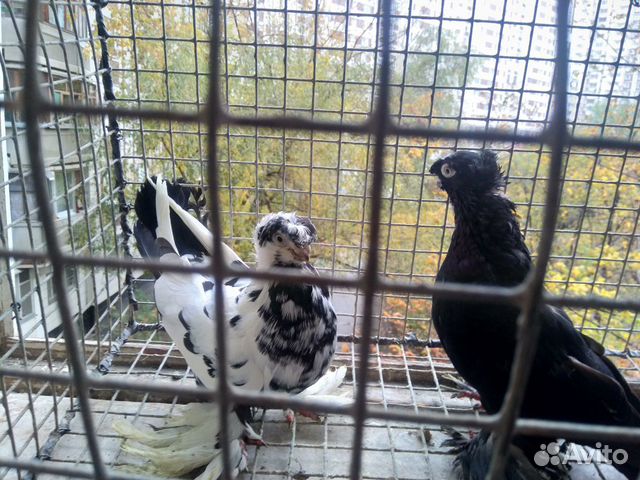 Голуби разные