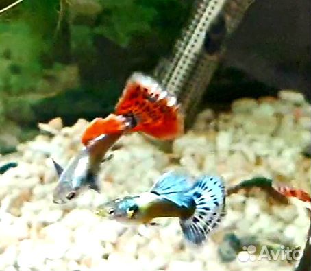 Гуппи (чистая линия)