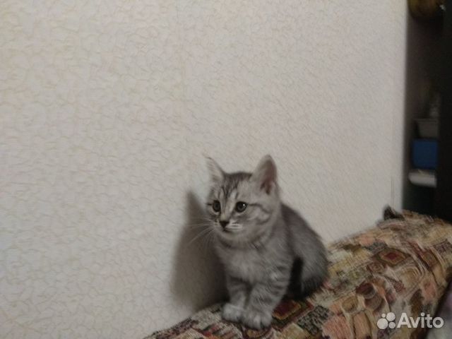 Котенок Шотландский