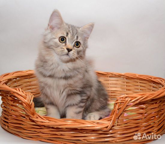 Шотландские прямоухие котята