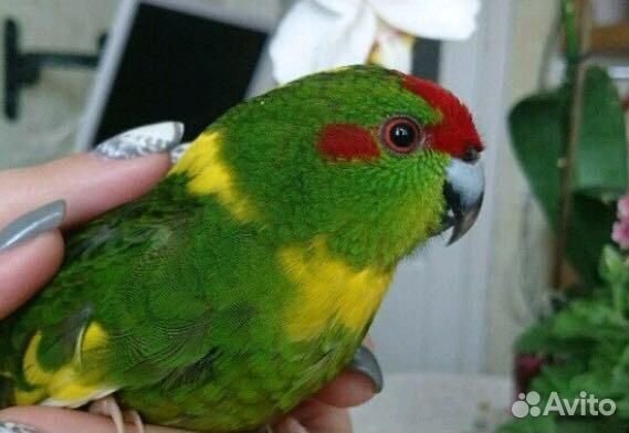 Попугай какарики птенцы