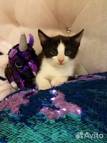 Котёнок Тони 2 мес