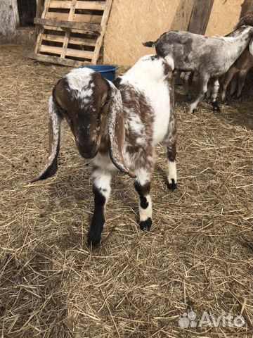 Козы и козлы Англо-нубийские