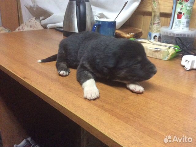 Щенки помесь лайки и овчарки