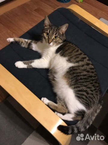 Хозяюшка Таша ищет дом